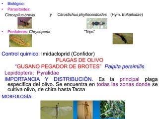 Plagasdefrutales2Continuacionyplagasdecitricos.pdf