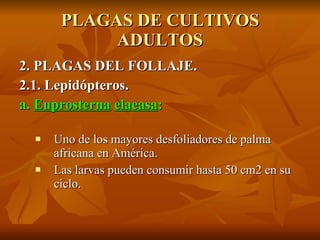 Plagas de la palma africana de aceite | PPT