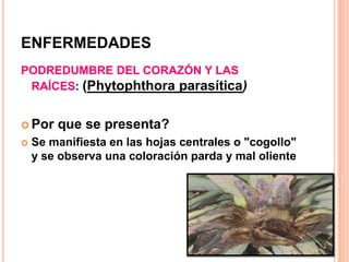 Plagas de la piña (ananas | PPTX