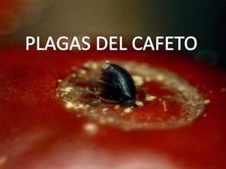 PLAGAS DEL CAFETO incluyendo la mas importante Hipotenemus hampei ...