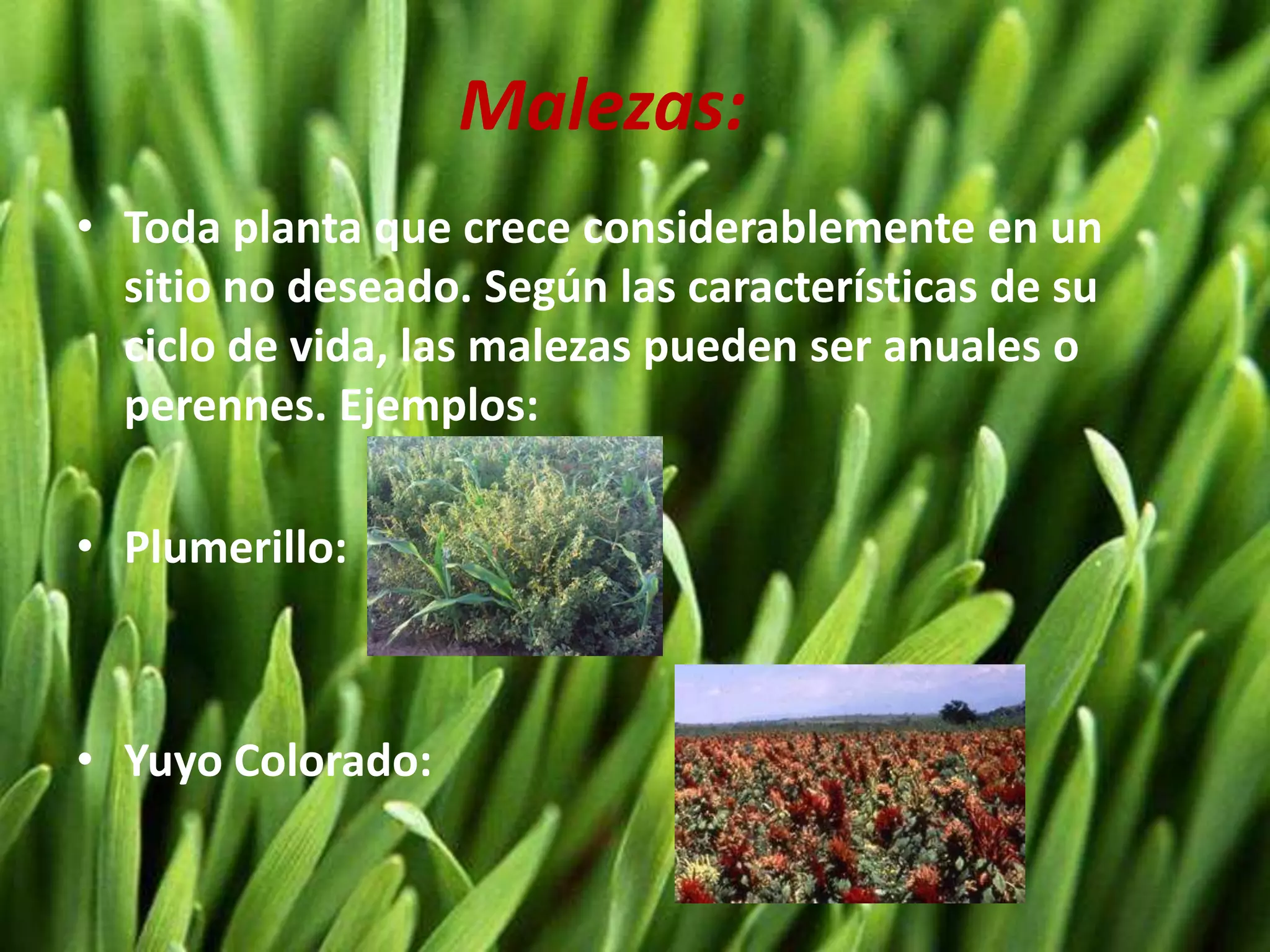 Tipos de Plagas | PPSX