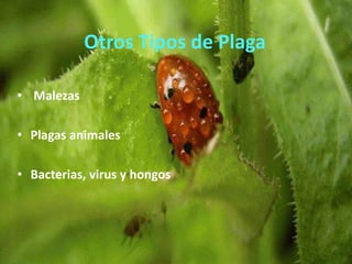 Tipos de Plagas | PPSX