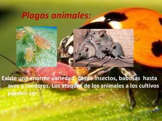 Tipos de Plagas | PPSX