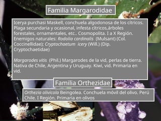 Plagas_hemimetabolas en insectos ppt | PPT