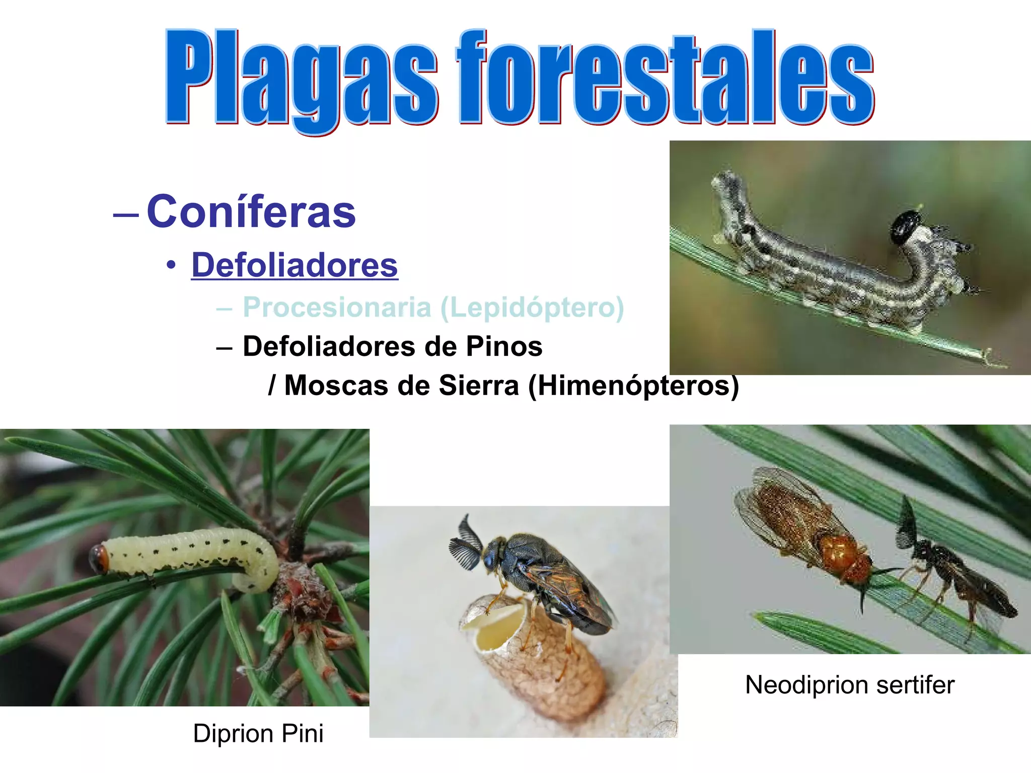 Plagas más relevantes coniferas | PPT