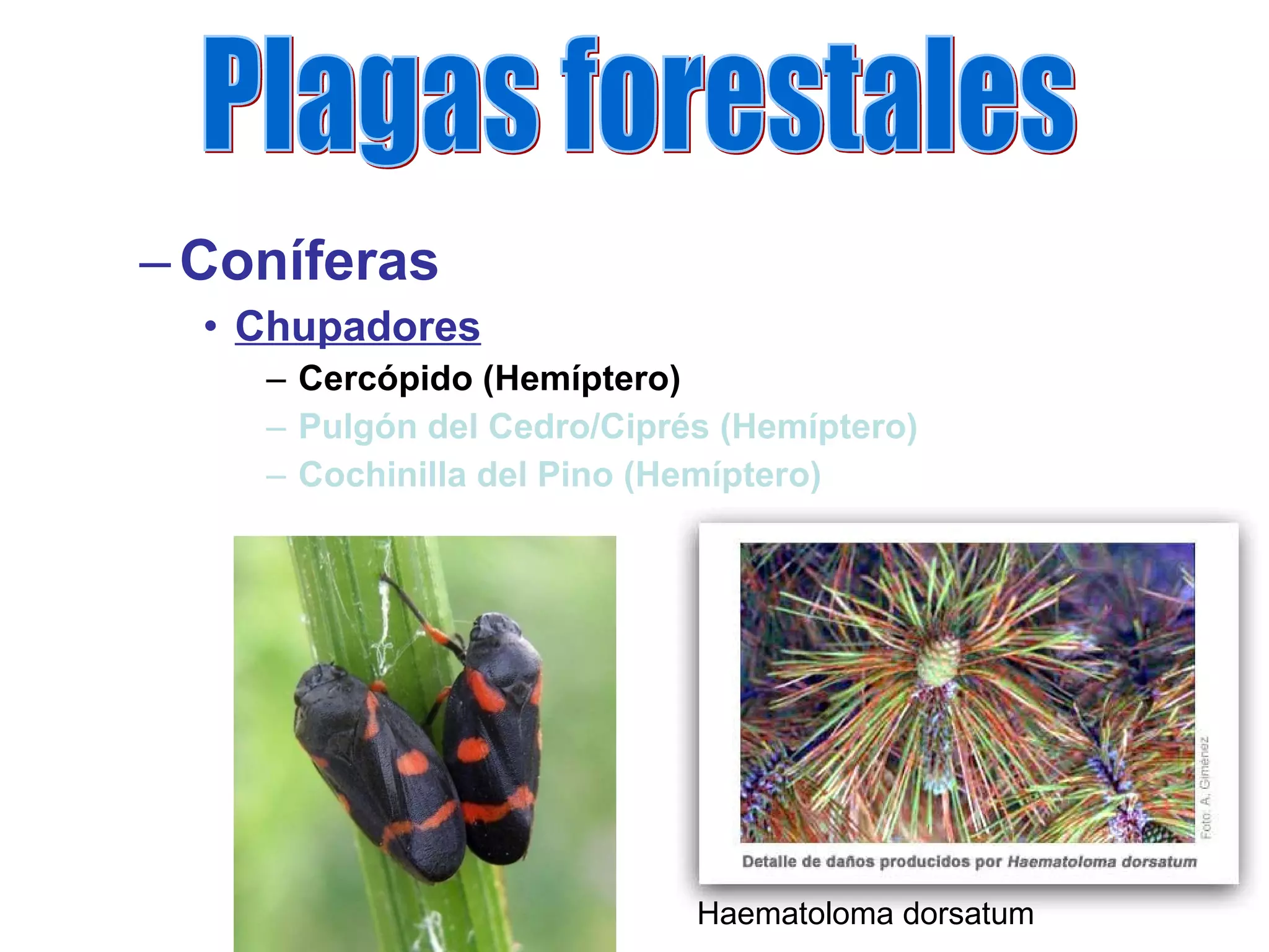 Plagas más relevantes coniferas | PPT