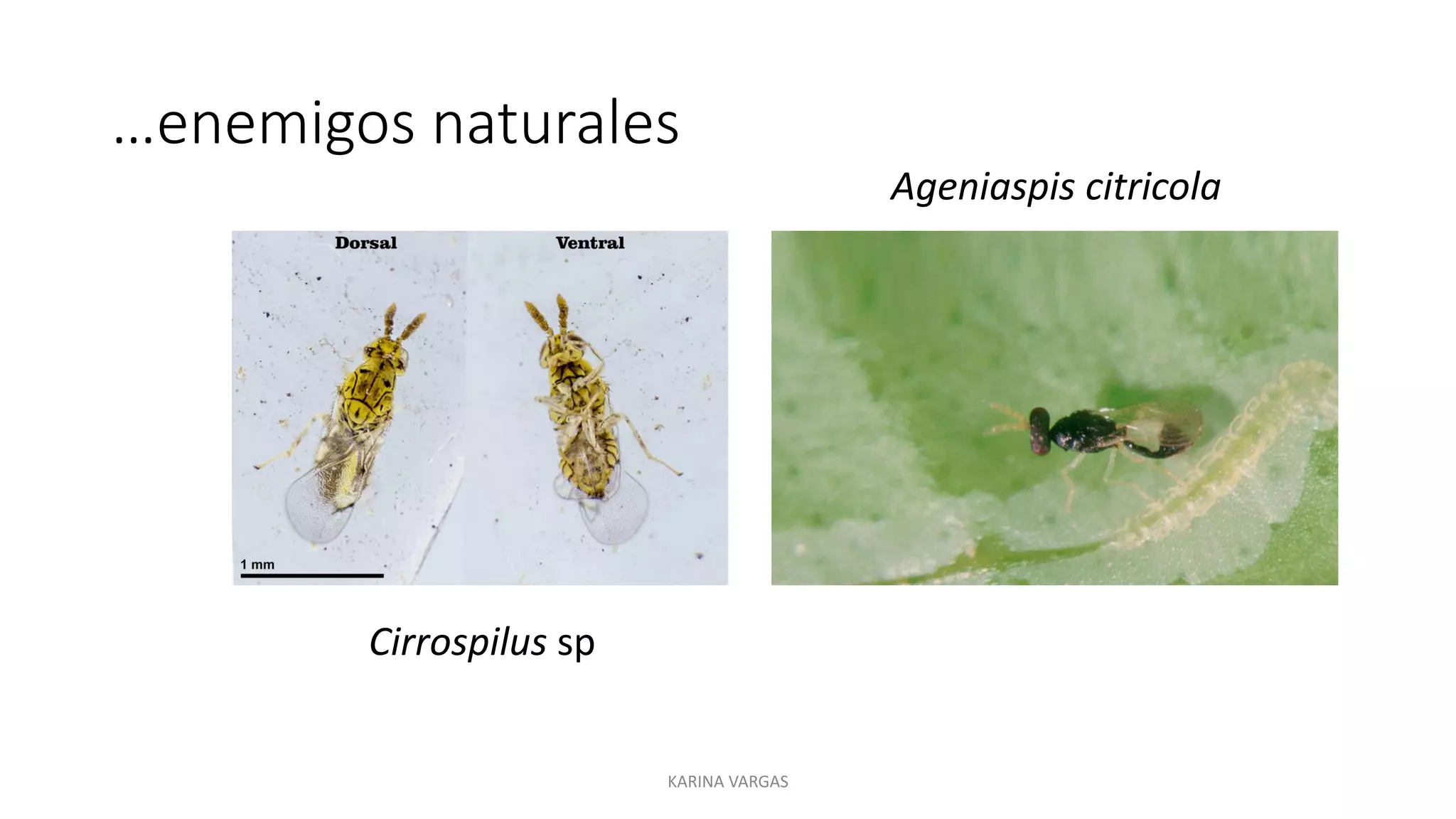 Plagas y enemigos naturales en cultivos de citricos | PPT