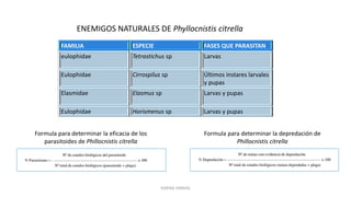 Plagas y enemigos naturales en cultivos de citricos | PDF