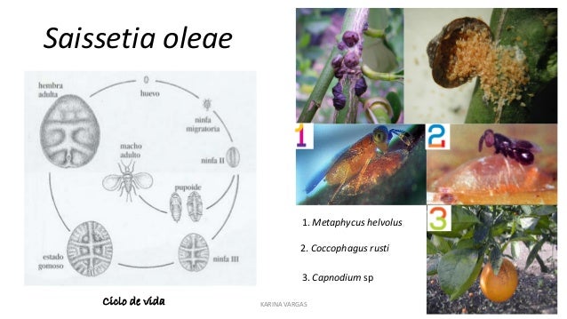 Plagas y enemigos naturales en cultivos de citricos