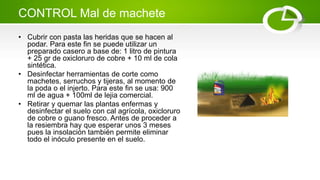 MANEJO DE CONTROL DE PLAGAS Y ENFERMEDADES CACAOpptx | PPTX