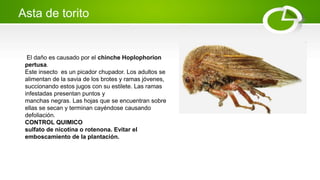MANEJO DE CONTROL DE PLAGAS Y ENFERMEDADES CACAOpptx | PPTX