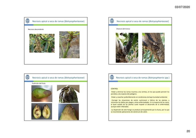 Plagas Y Enfermedades Del Aguacate: Síntomas, Control Y Prevención – OIDK