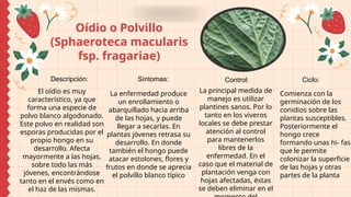 plagas y enfermedades de las fresas.pptx
