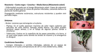 Plagas y enfermedades del cultivo de la papa | PPTX