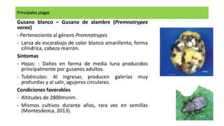 Plagas y enfermedades del cultivo de la papa | PPTX