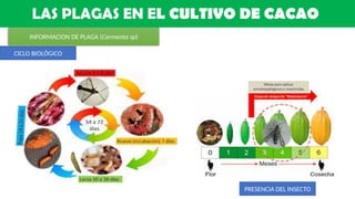 PLAGAS Y ENFERMEDADES EN CACAO EN LA PROVINCIA DE EL DORADO SAN MARTIN ...