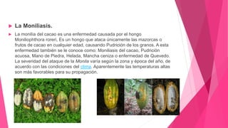 Plagas y enfermedades en el cultivo de cacao | PPTX