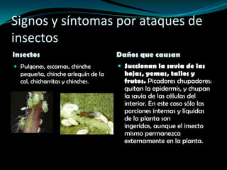 Plagas y enfermedadess | PPSX