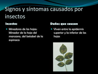 Plagas y enfermedadess | PPSX