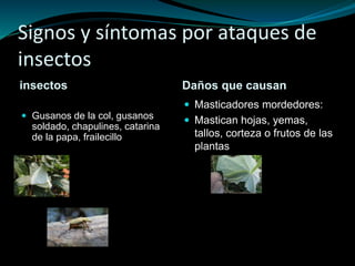 Plagas y enfermedadess | PPSX