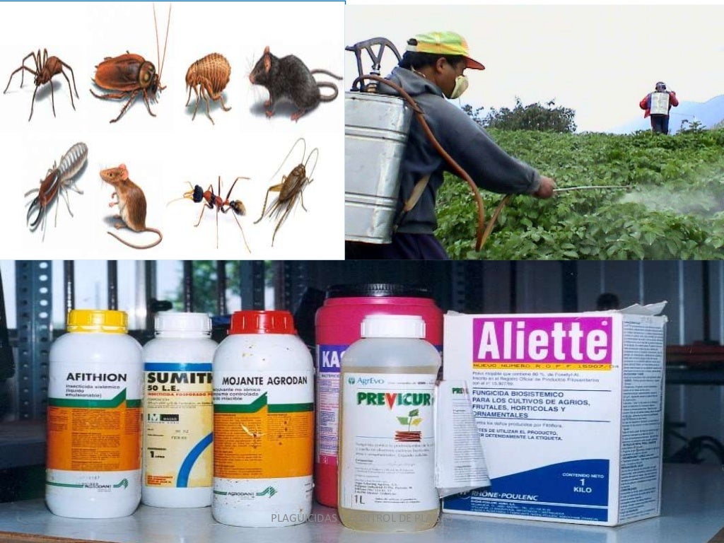 Manejo De Insectos Plaga Mediante Sustancias - vrogue.co