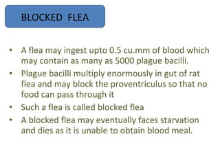 Plague | PPT