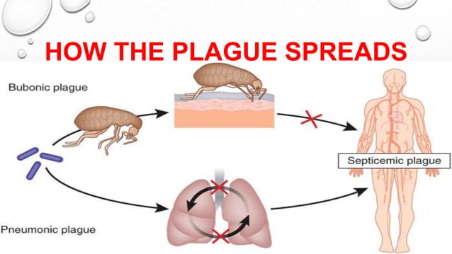 Plague | PPTX | Infectious Diseases | Diseases and Conditions