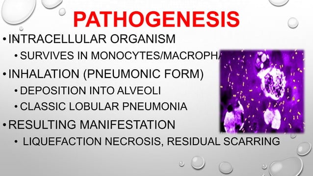 Plague | PPTX | Infectious Diseases | Diseases and Conditions
