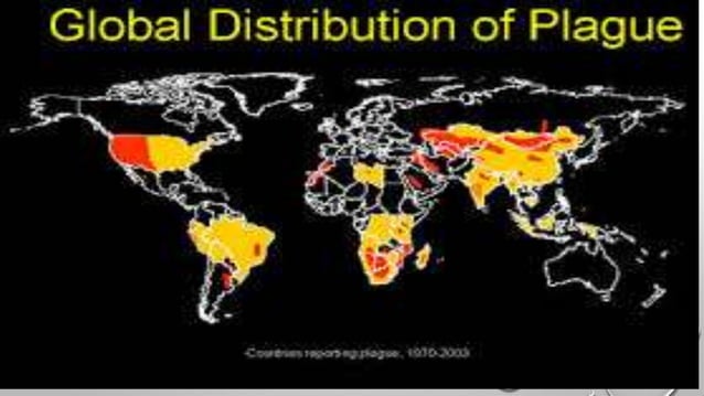 Plague | PPTX | Infectious Diseases | Diseases and Conditions
