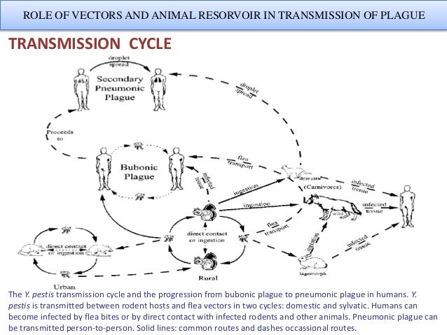 Bubonic Plague Cycle
