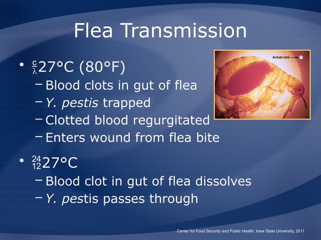 Plague.ppt for reference of plaque all med | PPT