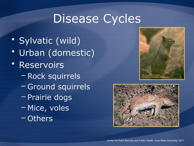 Plague.ppt for reference of plaque all med | PPT