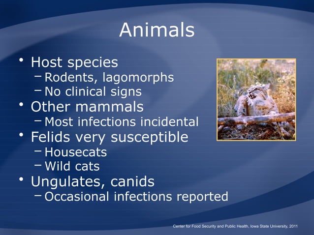 Plague.ppt for reference of plaque all med | PPT