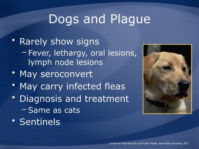 Plague.ppt for reference of plaque all med | PPT