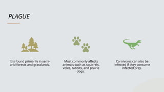 PLAGUE disease in infection disease pptx | PPTX