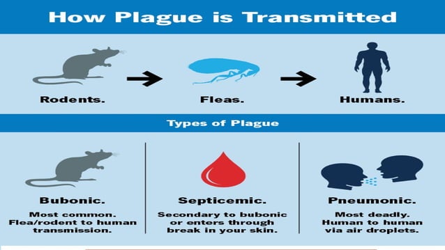 PLAGUE .pptx Septicemic, Bubonic, Pneumonic , MEENA RANA | PPTX | Lung ...