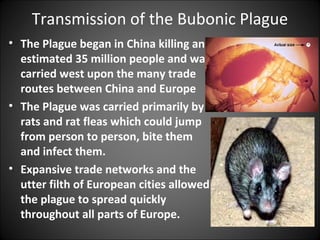 Plague and hundred years war | PPT