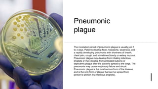plague .pptx