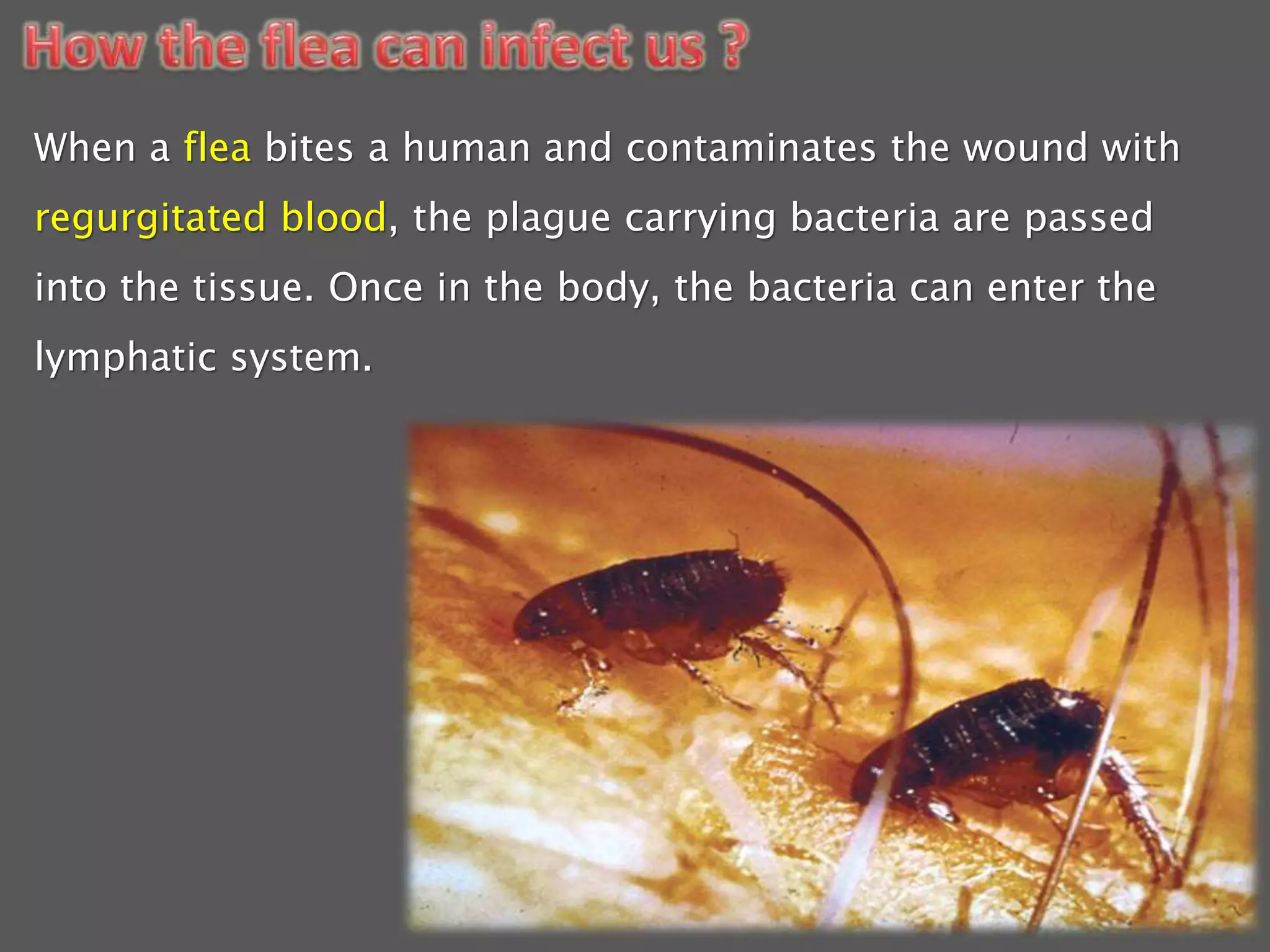 Plague disease | PPTX