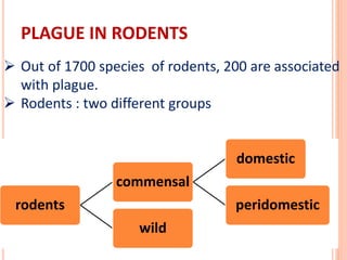 Plague & leptospirosis class.pptx