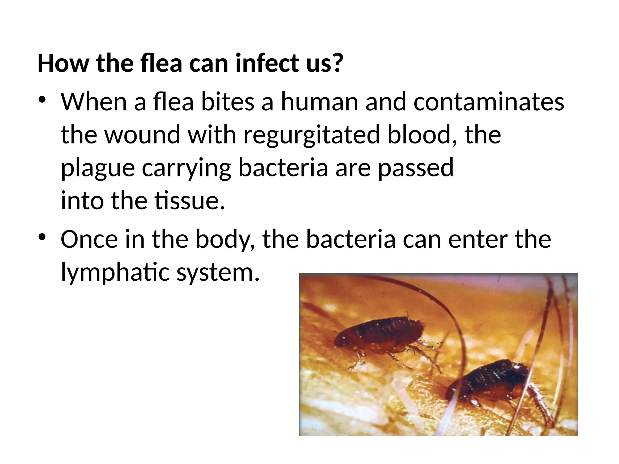 Plague caused by Yersinia pestis notes by SANJU SAHpptx.pptx