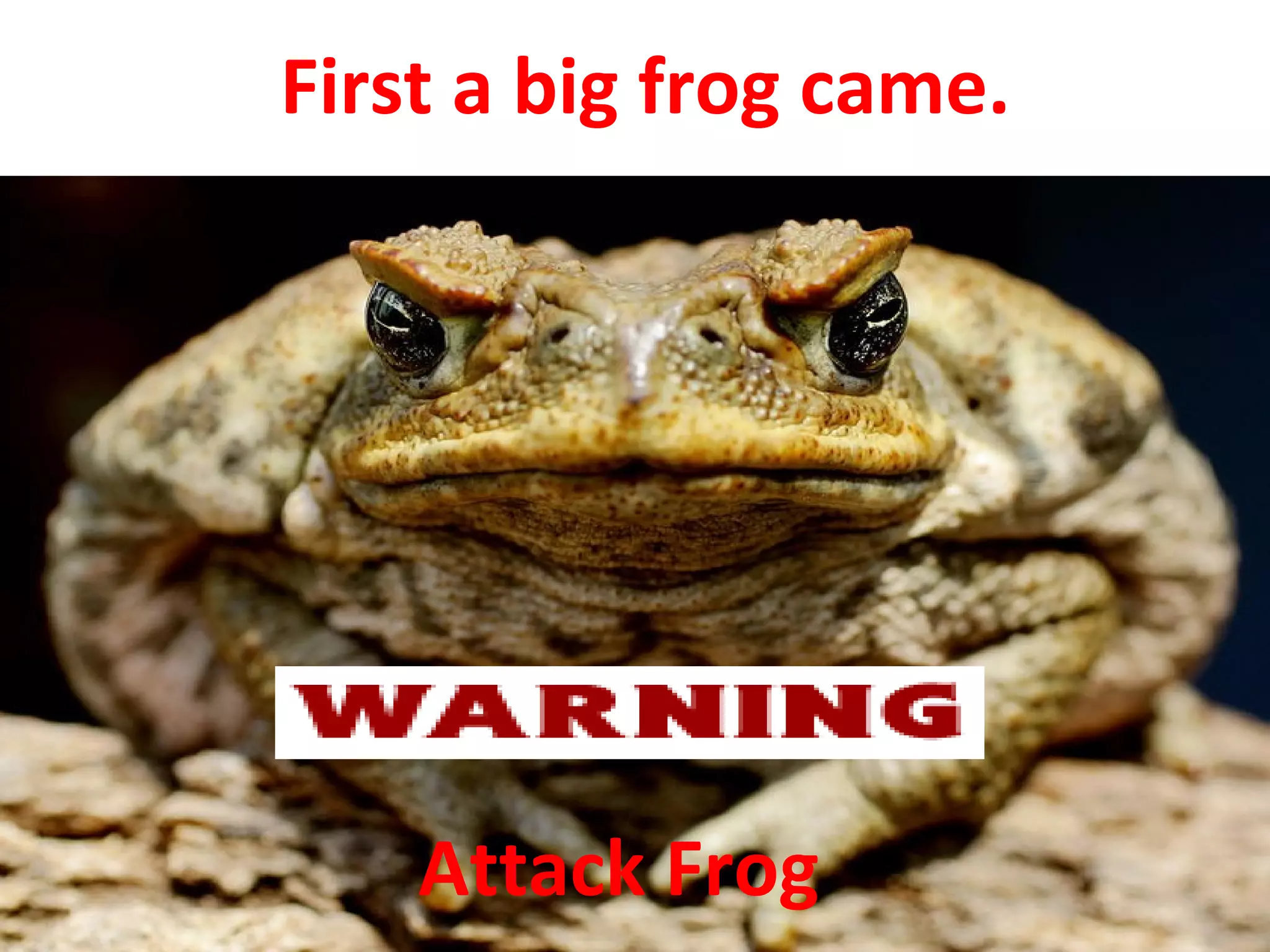 Plague Of Frogs Ppt Reptiles Pets