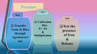A presentation on developing iron enriched rice | PPT