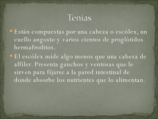 Gusanos planos (planaria y tenias) | PPT