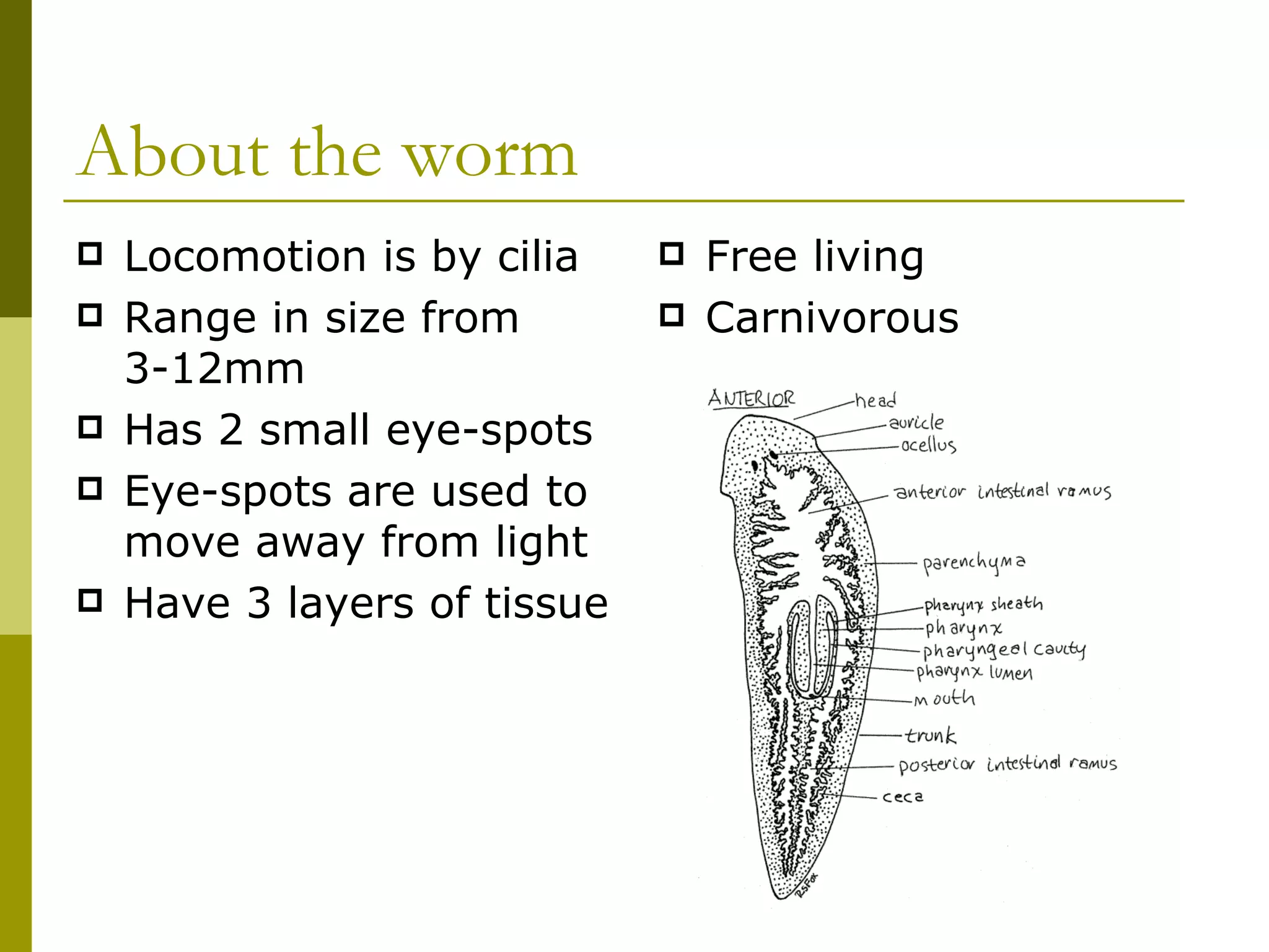 Planarian[1] | PPT