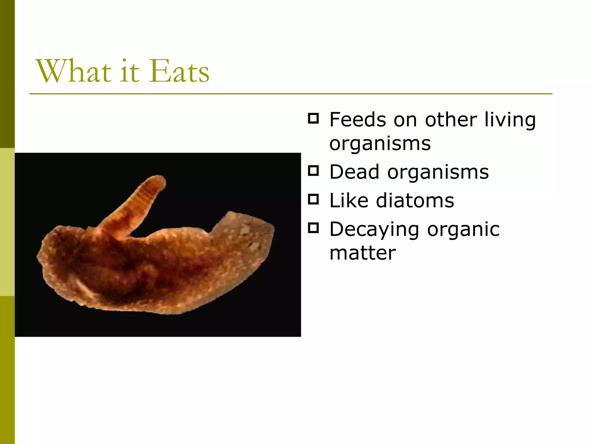 Planarian[1] | PPT