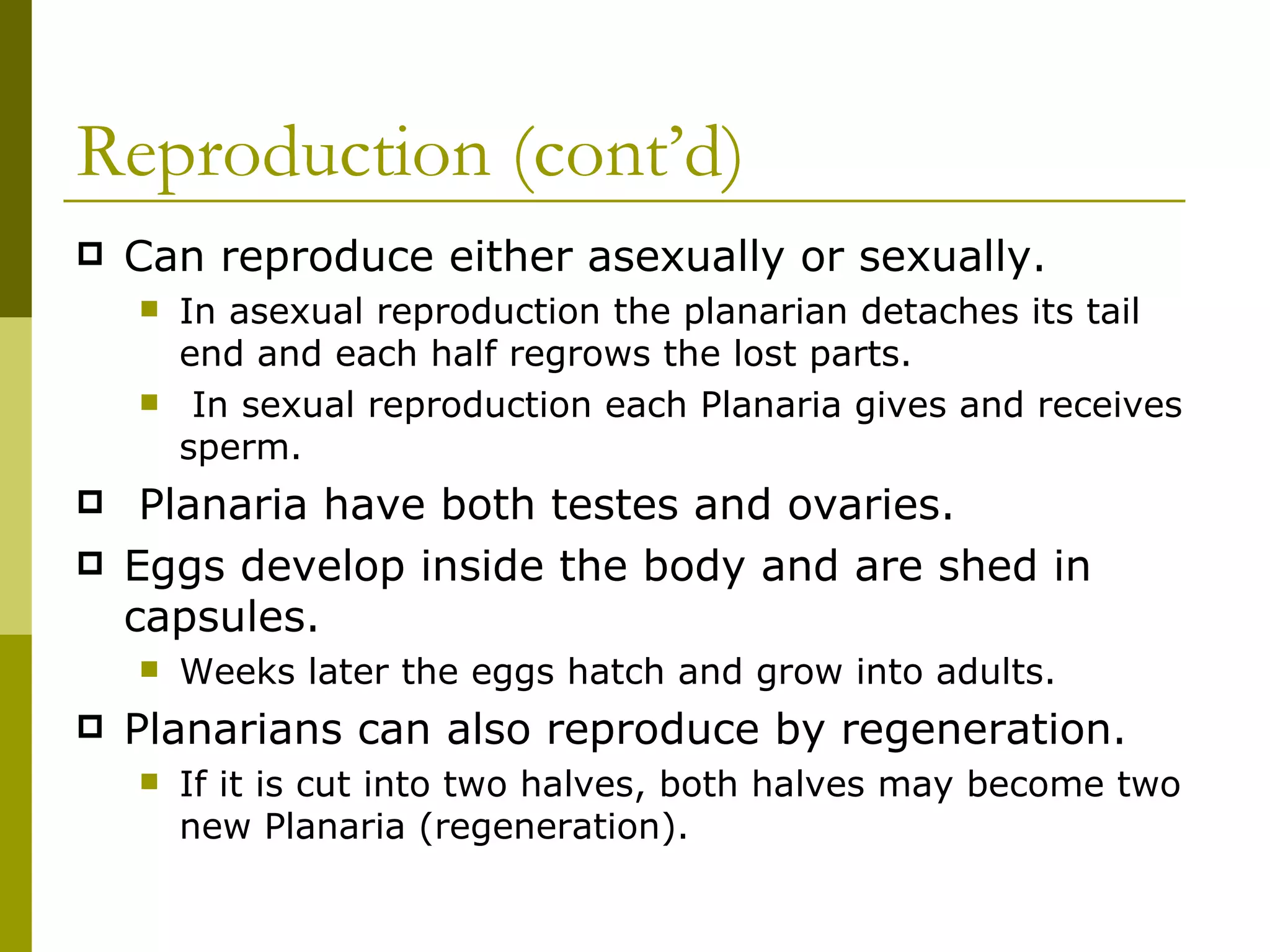 Planarian[1] | PPT