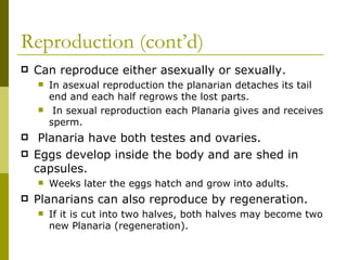 Planarian[1] | PPT