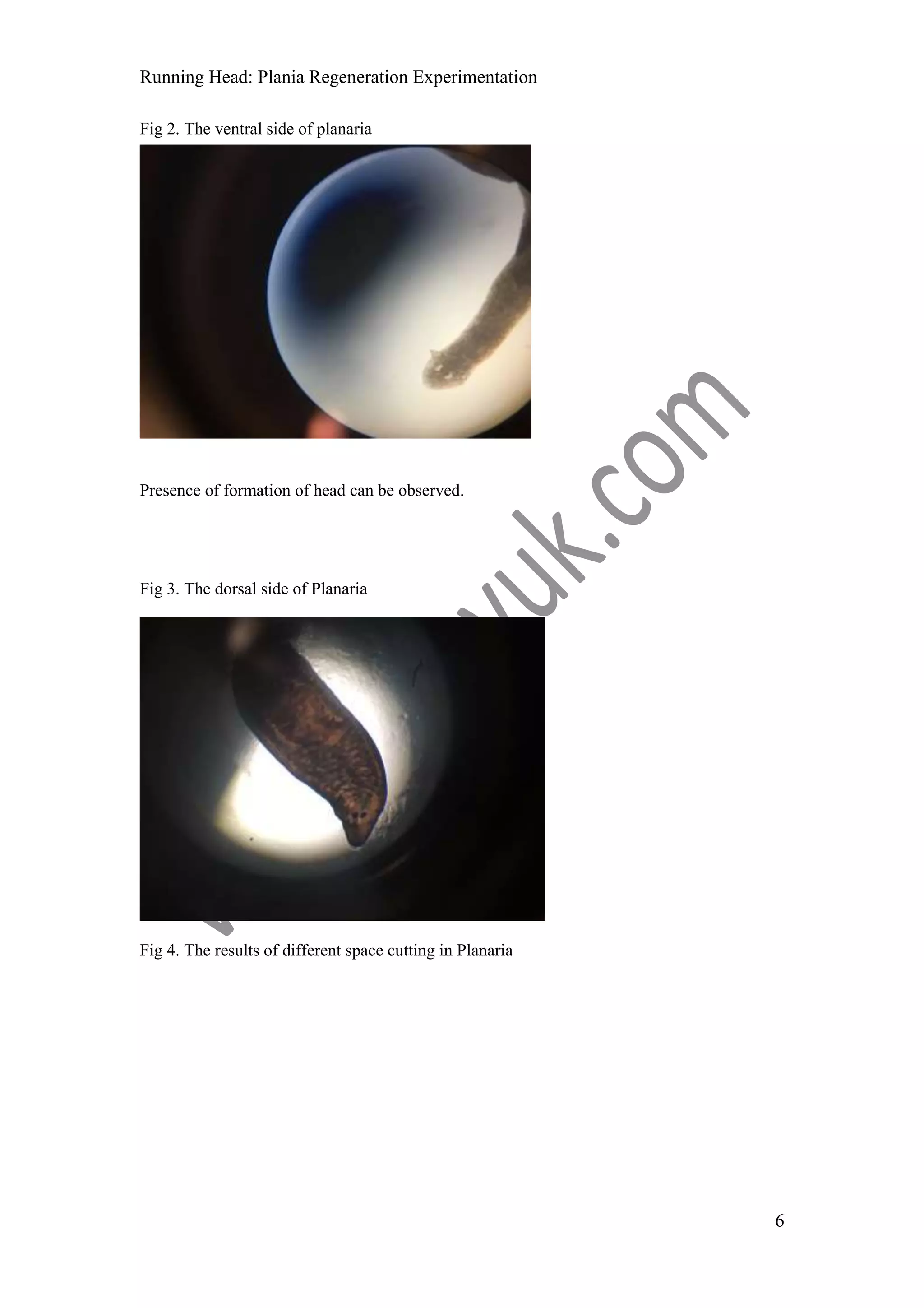 Planaria regeneration | PDF