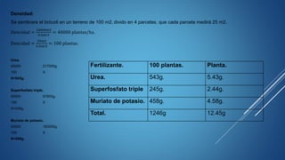 Plan de fertilizacion [autoguardado] | PPTX